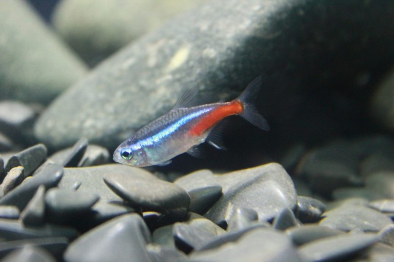 Neon Tetra care: the ultimate guide - Aquariumfreaks.com