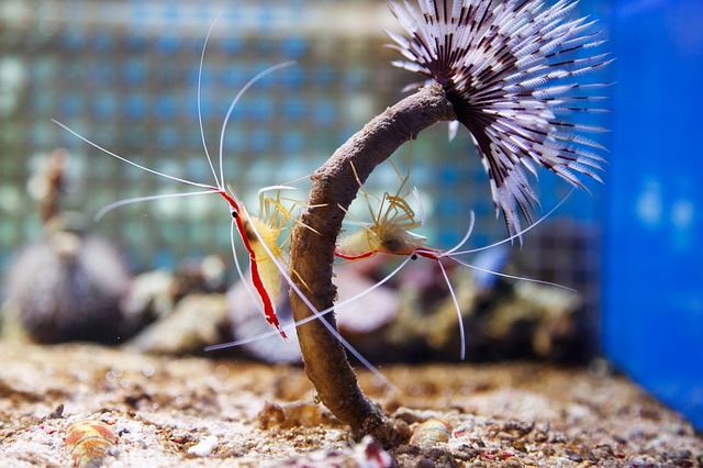 Best cleaner fish for home aquariums - AquariumFreaks.com