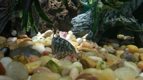 Best cleaner fish for home aquariums - AquariumFreaks.com