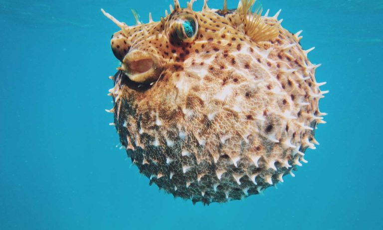 The freshwater Puffer fish guide - Aquariumfreaks.com