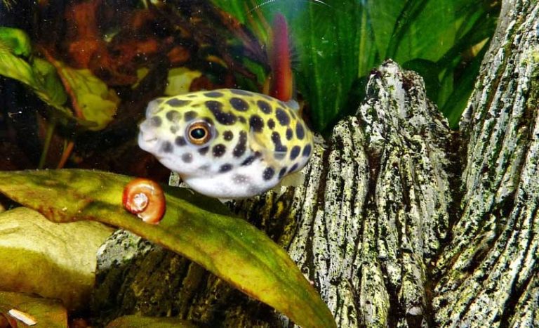The freshwater Puffer fish guide - Aquariumfreaks.com