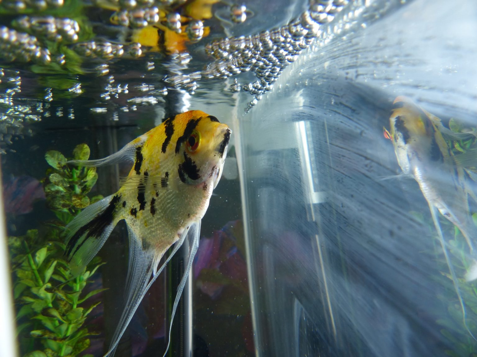 Different types of freshwater Angelfish - the Aquariumfreaks.com