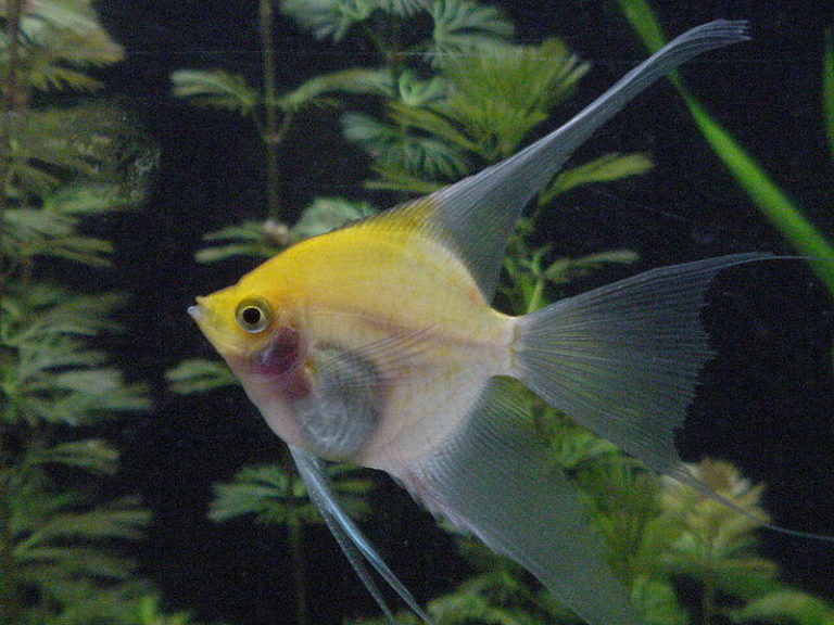 Different types of freshwater Angelfish - the Aquariumfreaks.com