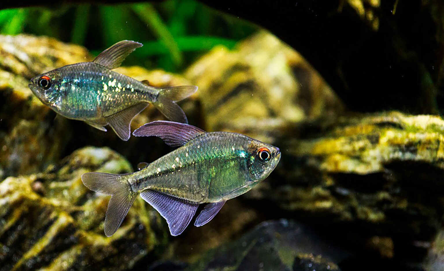 Types of tetras you must know - Aquariumfreaks.com