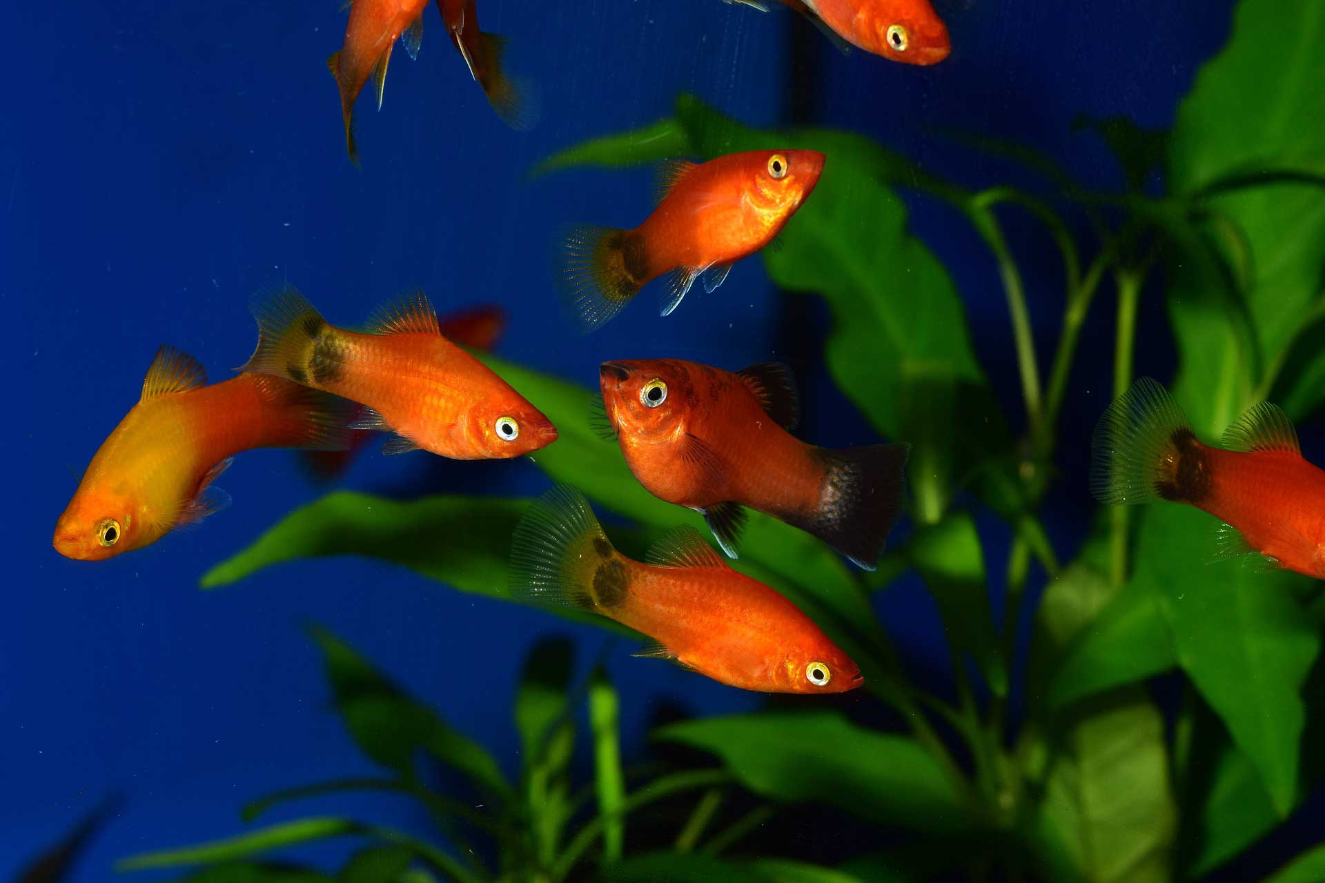 Platy Fish Care - Never Bring Platy Fishes Without Reading This!