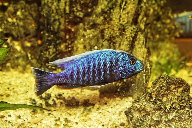 Different types of cichlids you must know - aquariumfreaks.com