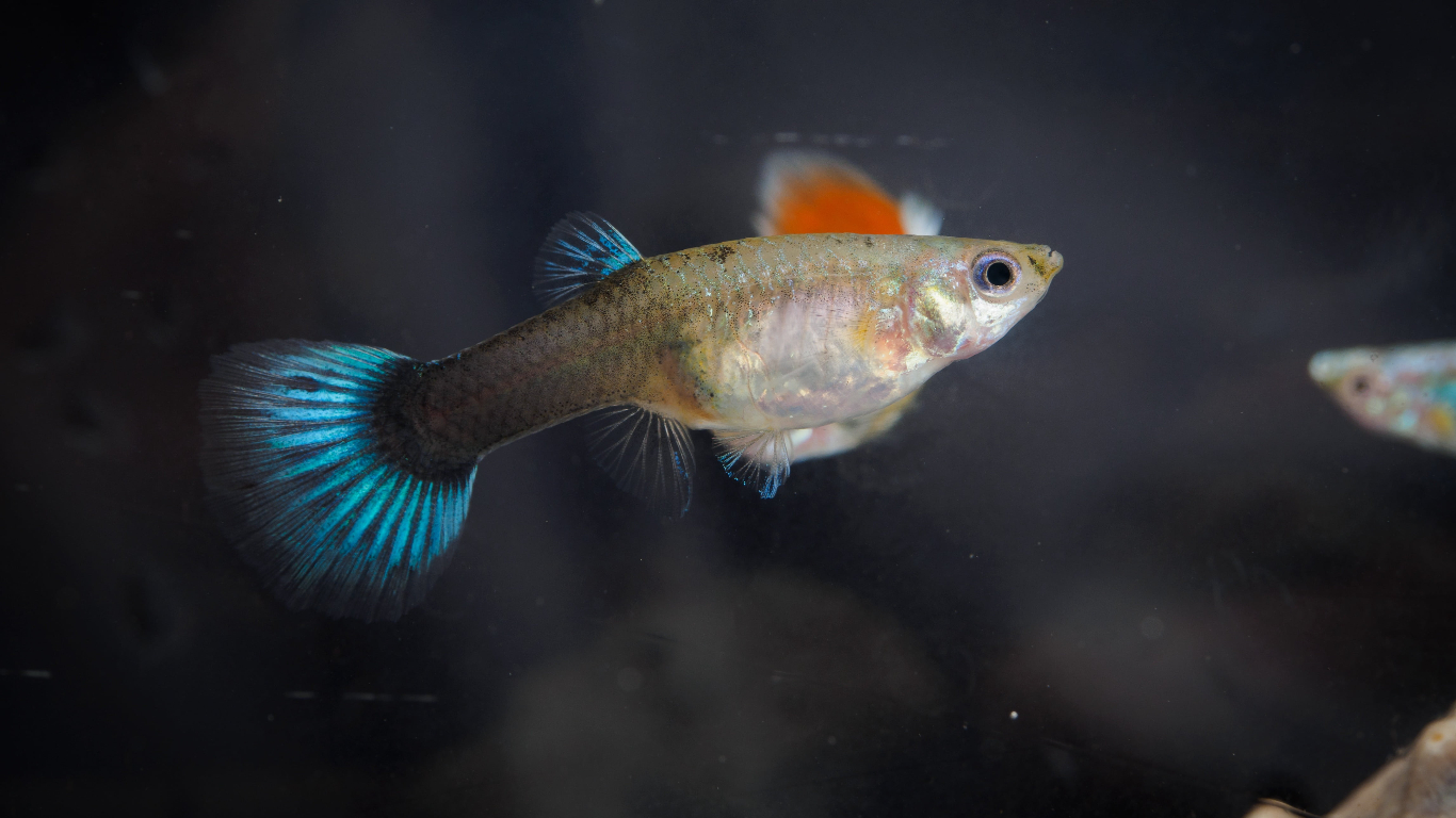 Exploring the fascinating facts about Guppy fish