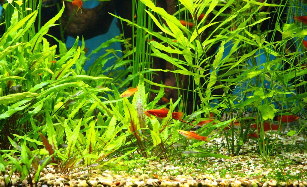Advanced Techniques for Controlling Algae Growth in aquariums